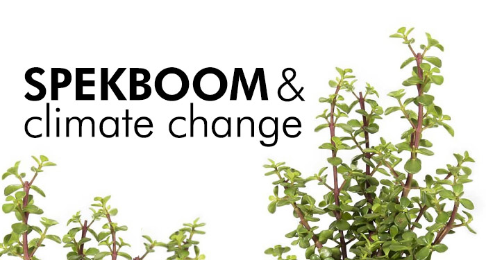 Spekboom And Climate Change - In The News - Spec-Savers South Africa